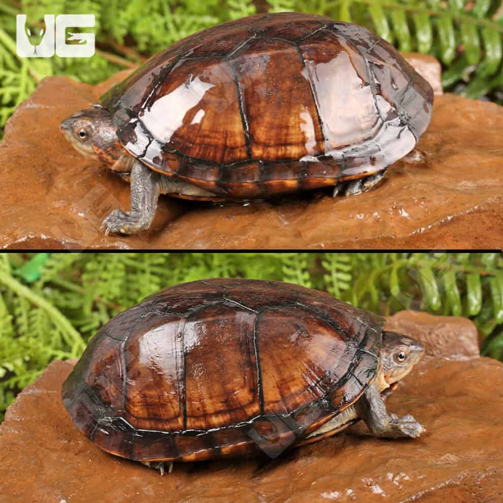 Red Cheeked Mud Turtles For Sale - Underground Reptiles