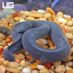 Salamanders For Sale - Underground Reptiles