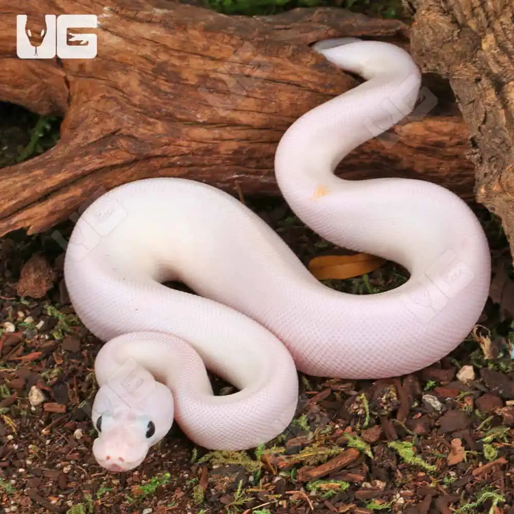Super Fire Ball Python Do Super Fire BP Have Different Eyes Like The