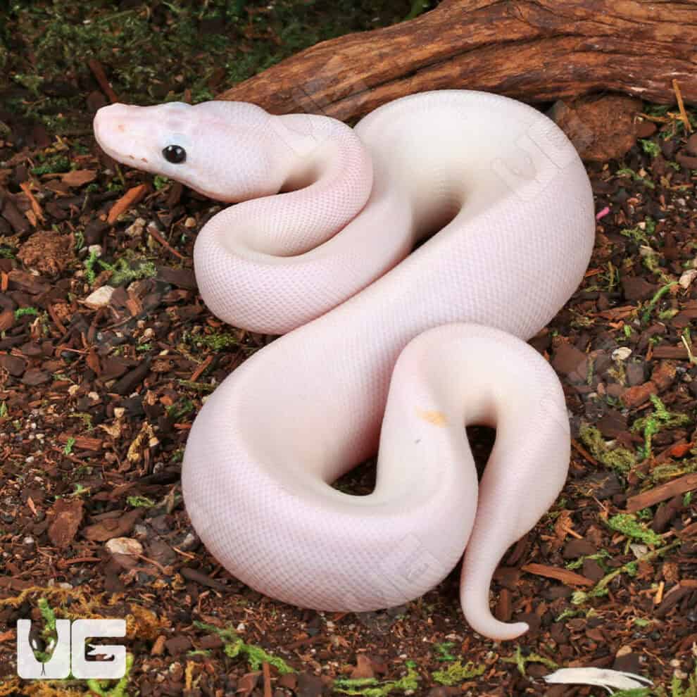 Snakes For Sale - Underground Reptiles