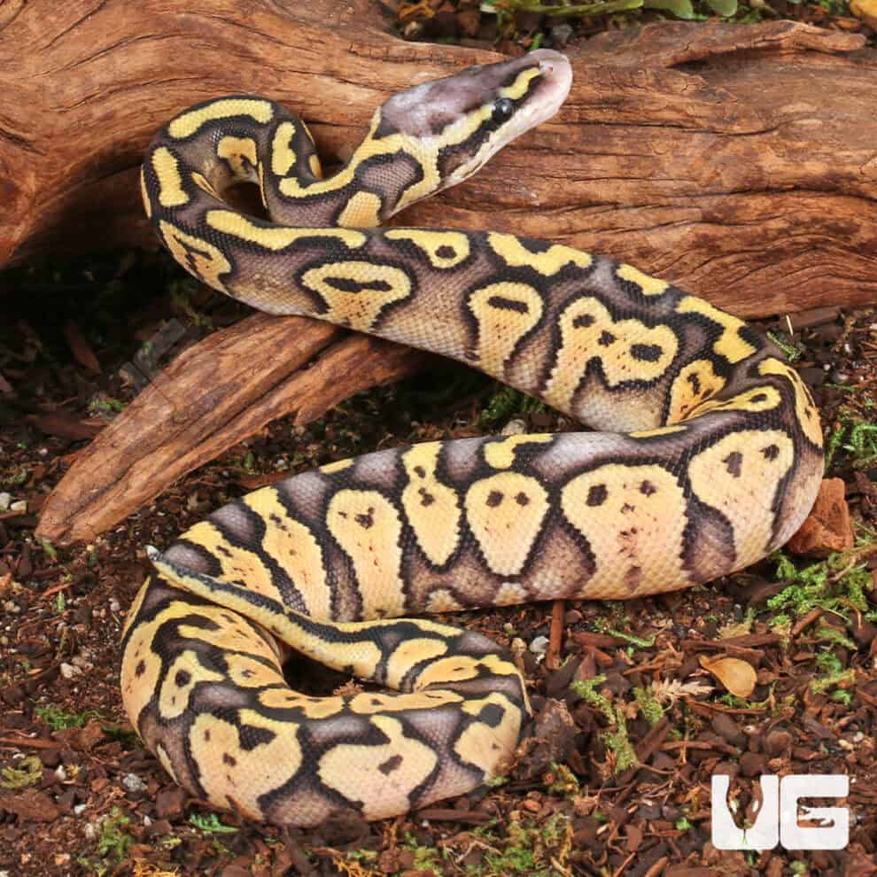 Baby Female Super Pastel Ball Python For Sale - Underground Reptiles