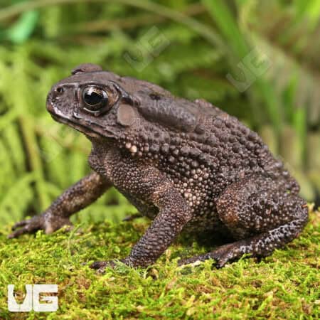 Asian Toads For Sale - Underground Reptiles