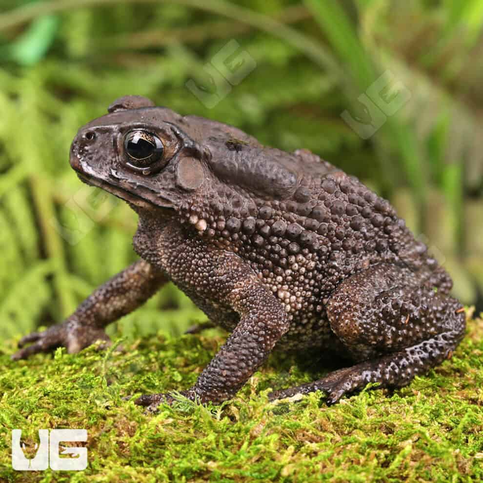 Asian Toads For Sale - Underground Reptiles