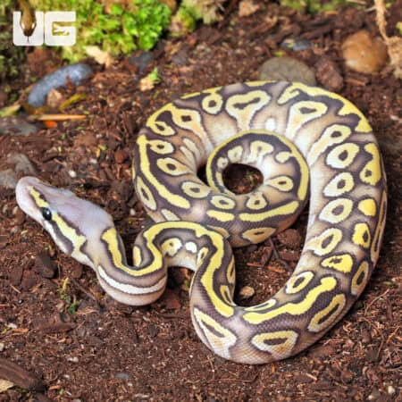 Ball Pythons For Sale - Underground Reptiles