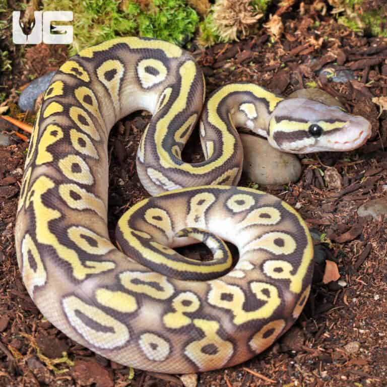 Ball Pythons For Sale - Underground Reptiles