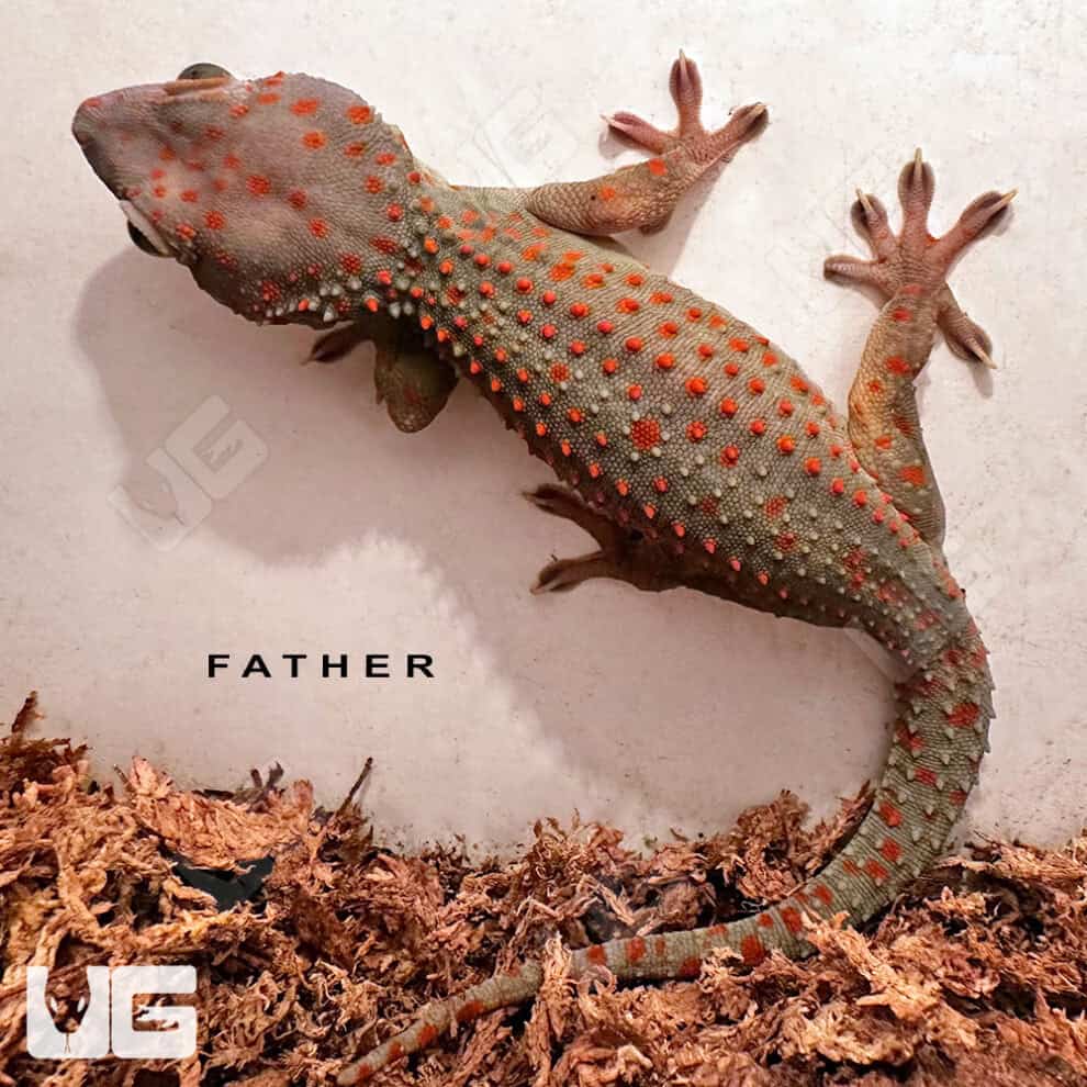 New Reptiles & Amphibians - Underground Reptiles
