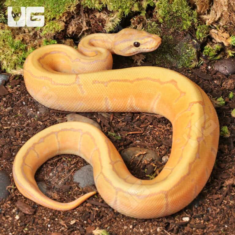 Baby Male Banana Pinstripe Ball Python - Underground Reptiles