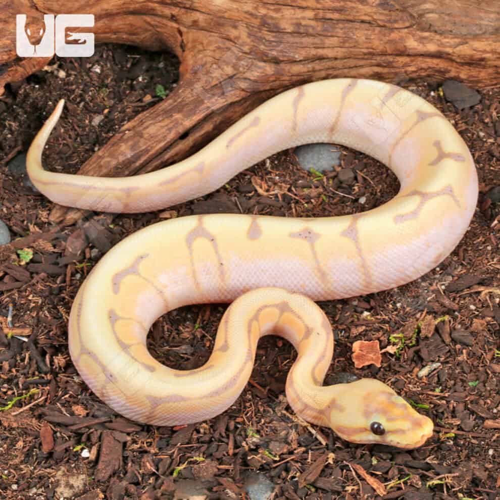 Ball Pythons For Sale - Underground Reptiles