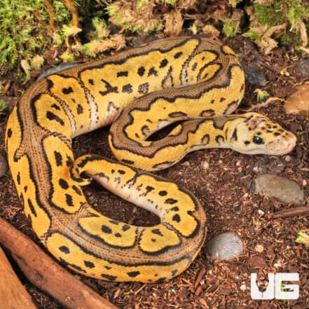 Snakes For Sale - Underground Reptiles