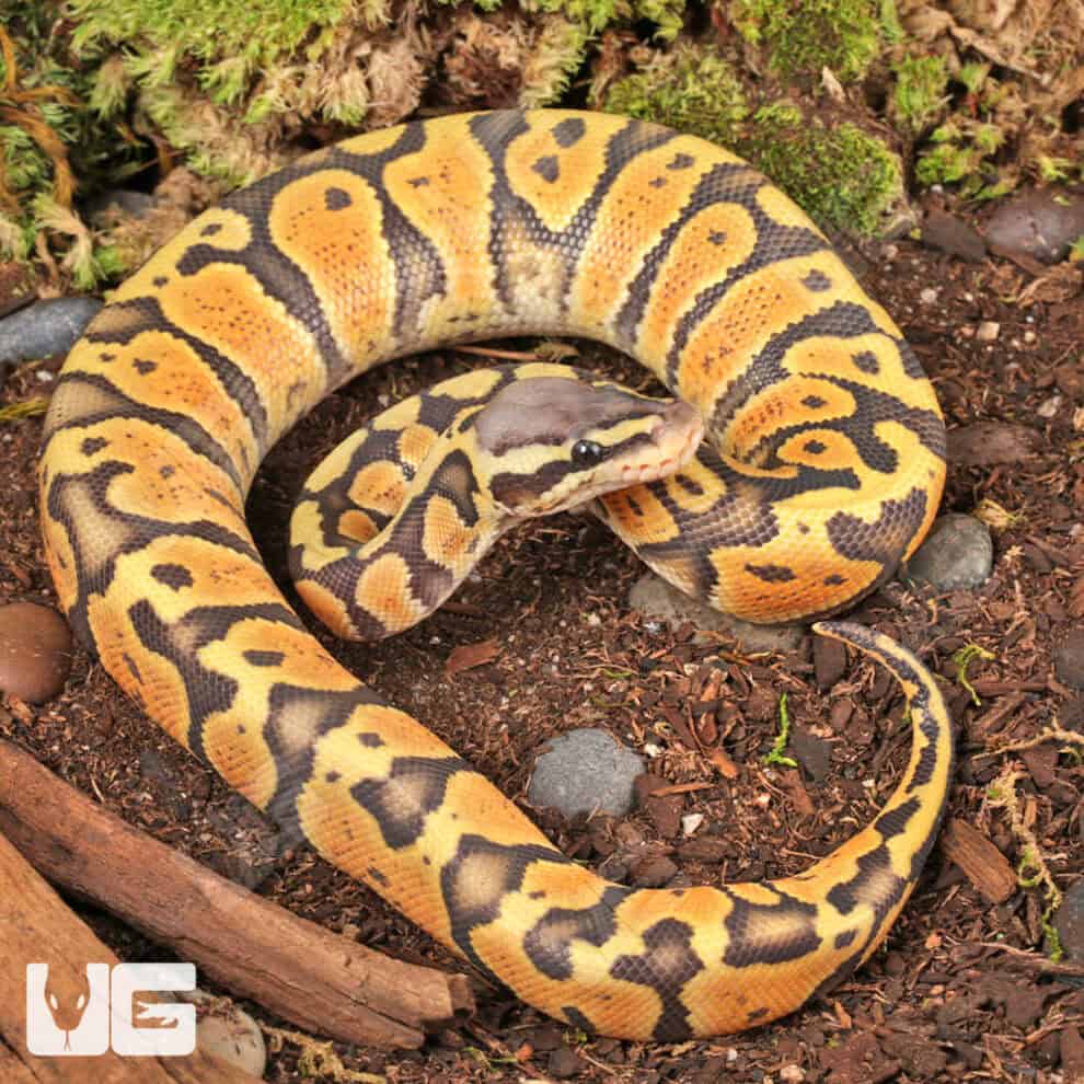 Snakes For Sale - Underground Reptiles