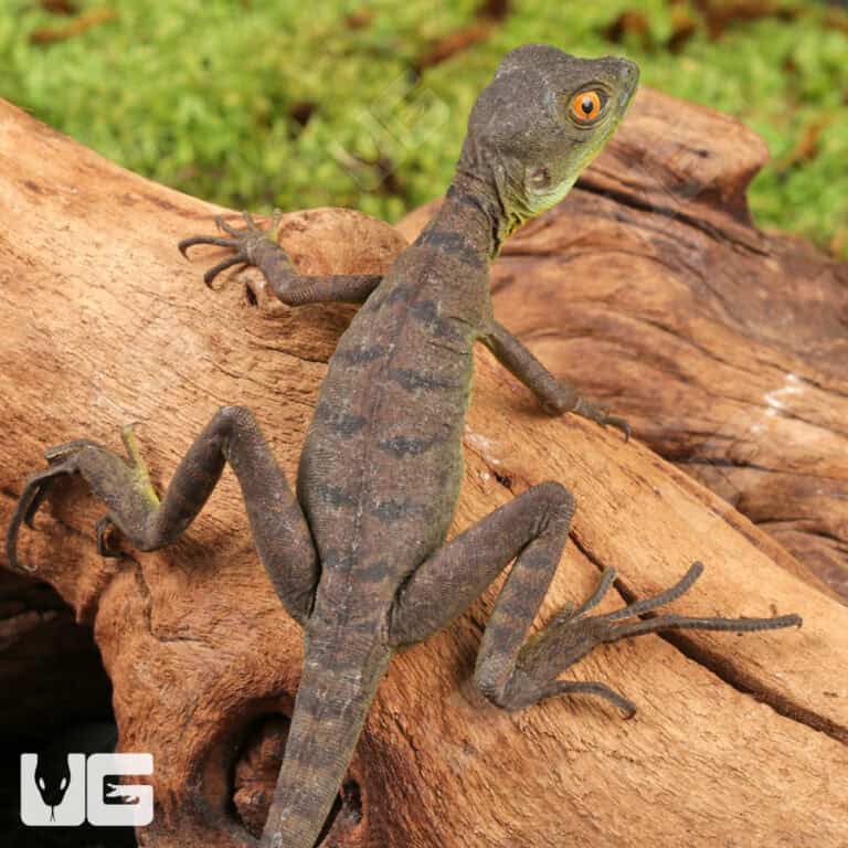 Green Basilisks For Sale - Underground Reptiles
