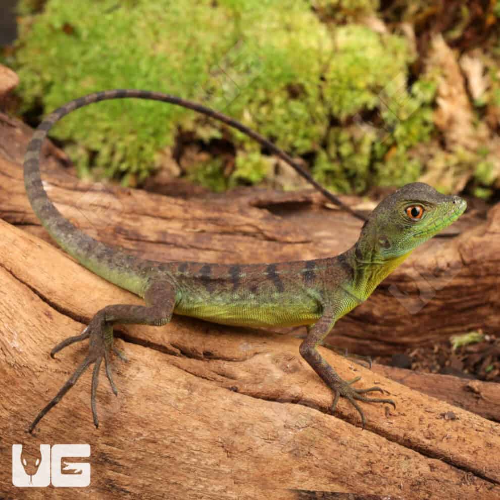 Lizards For Sale - Underground Reptiles