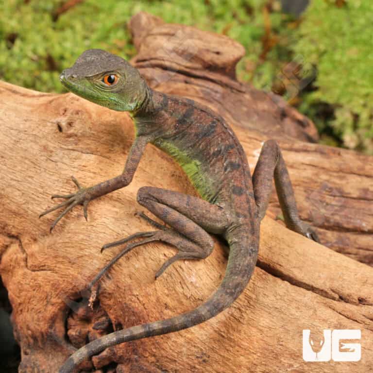 Green Basilisks For Sale - Underground Reptiles