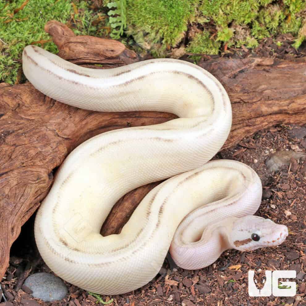 Baby Pastel Mocha Puma Ball Python For Sale - Underground Reptiles