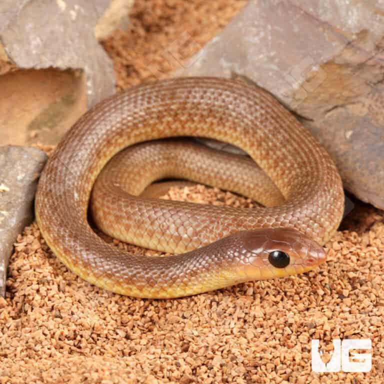 Baby Red Beaked Sankes for sale - Underground Reptiles