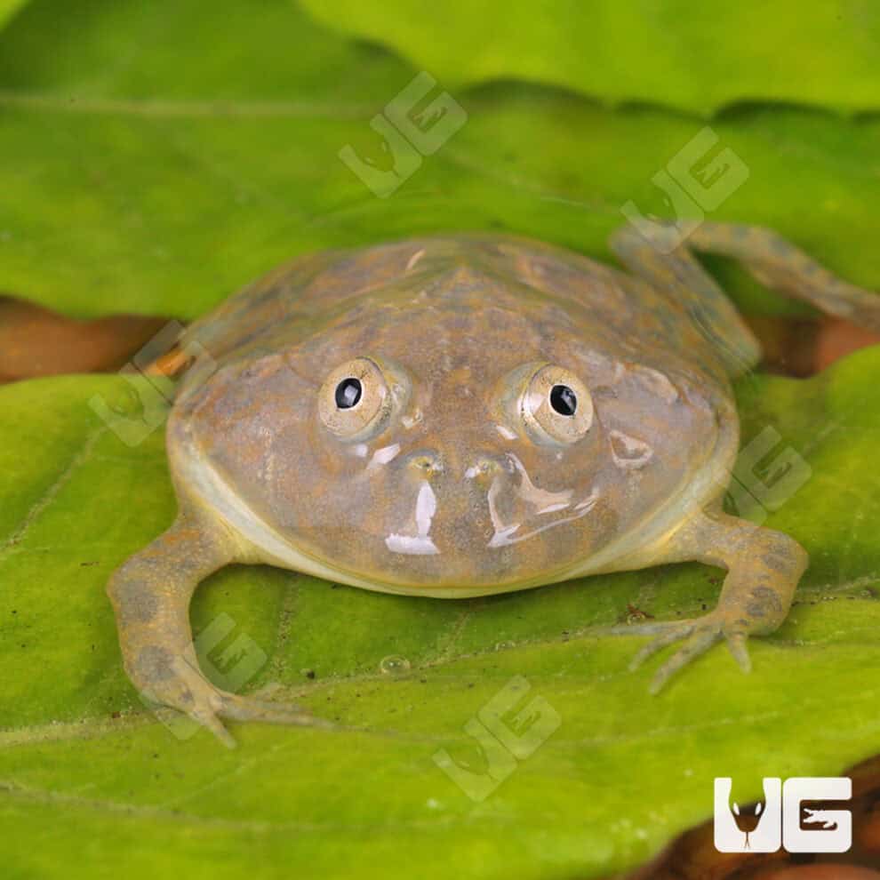 Auctions - Underground Reptiles
