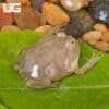 Baby Budgett’s Frog For Sale - Underground Reptiles