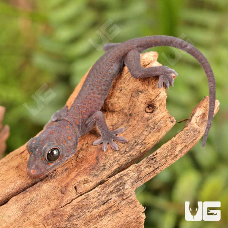 Candy Button Tokay Geckos for sale - Underground Reptile