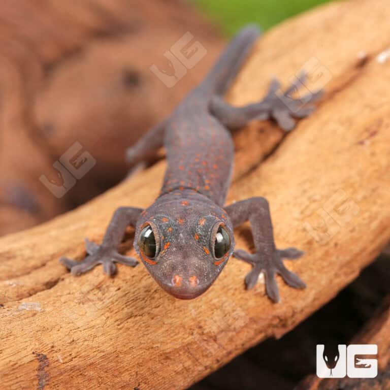 Candy Button Tokay Geckos for sale - Underground Reptile