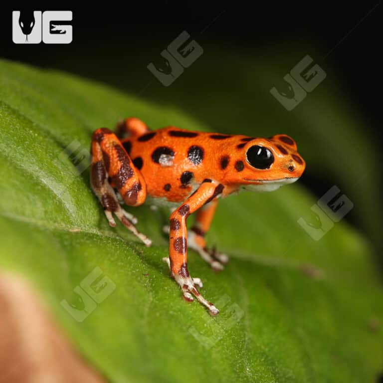 Dart Frogs and Mantellas For Sale - Underground Reptiles