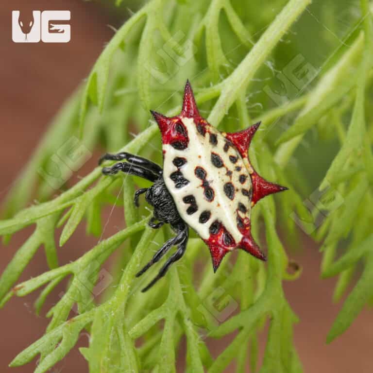 Crown Spider For Sale - Underground Reptiles
