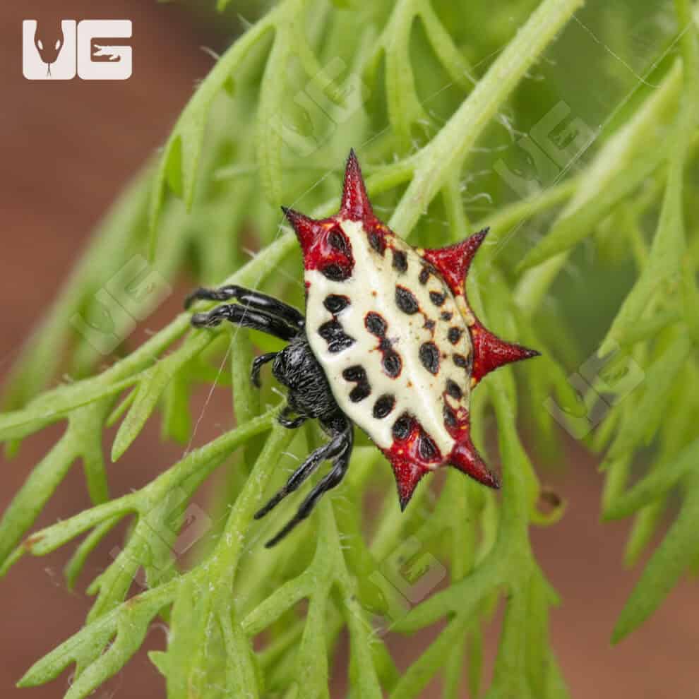 Crown Spider For Sale - Underground Reptiles
