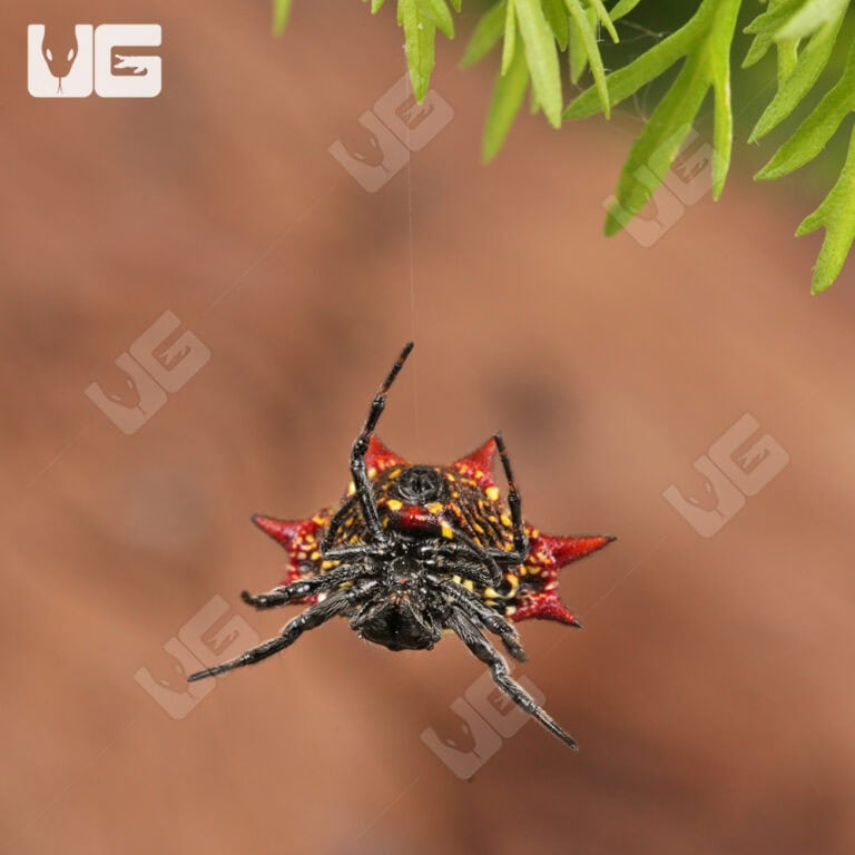 Crown Spider For Sale - Underground Reptiles
