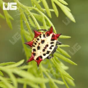 Crown Spider For Sale - Underground Reptiles