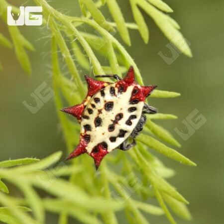 Crown Spider For Sale - Underground Reptiles