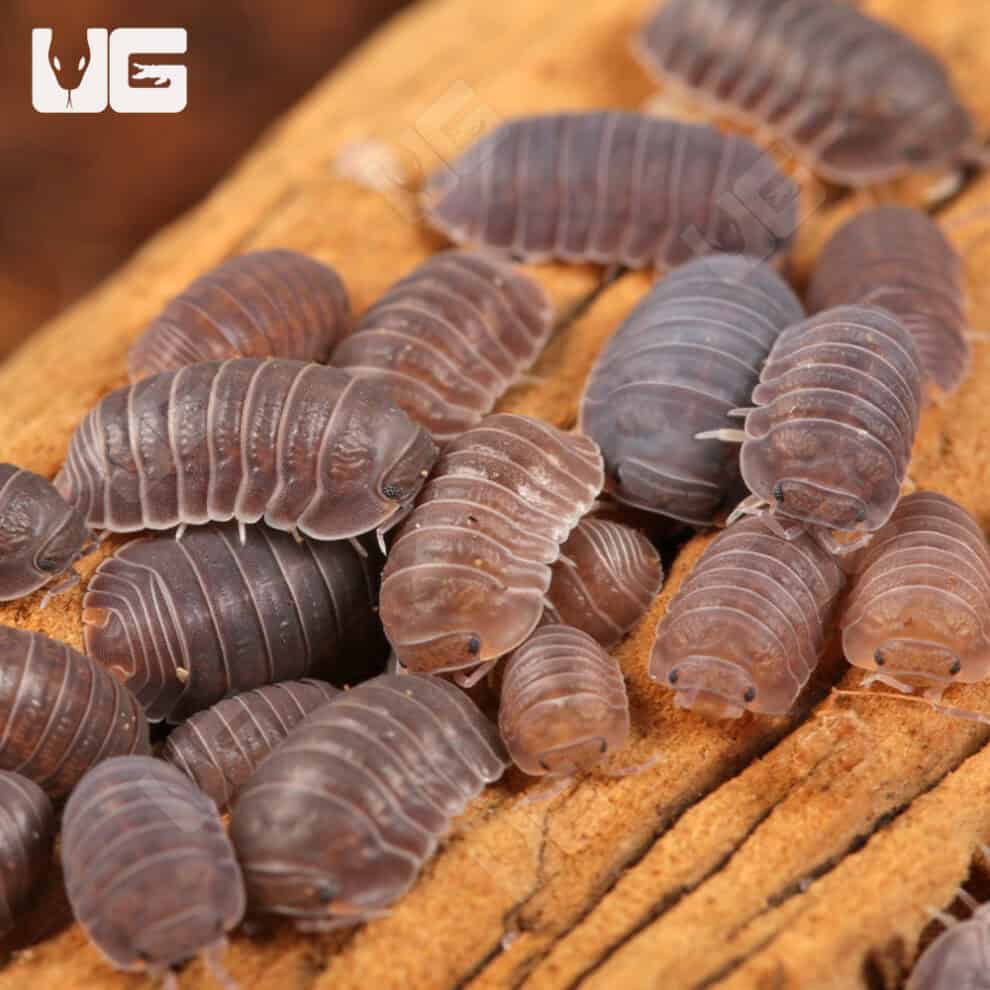 Isopods For Sale - Underground Reptiles