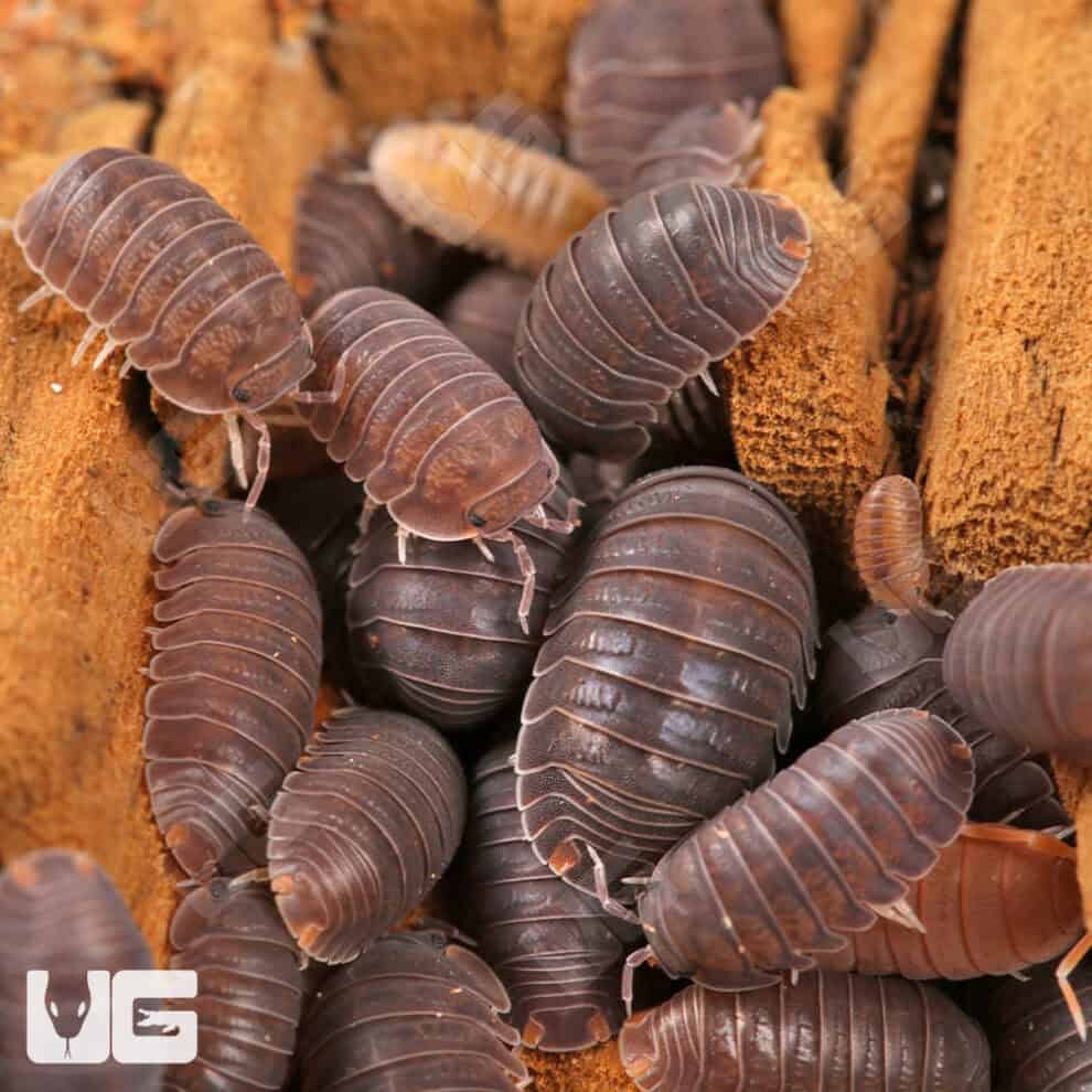Cubaris Murina Isopods (Cubaris Murina) For Sale - Underground Reptiles