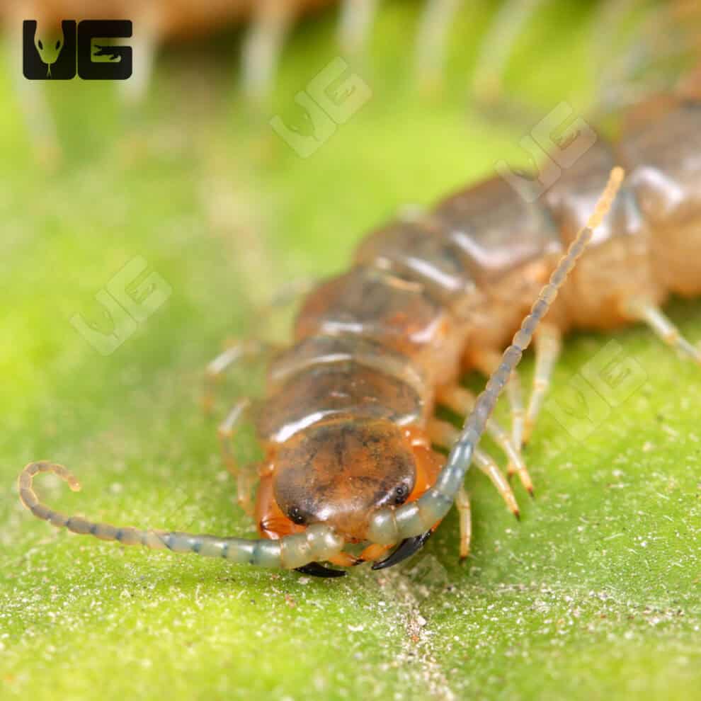 Centipedes, Millipedes and More For Sale - Underground Reptiles
