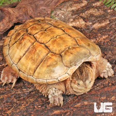 Reptiles for Sale - Snakes, Bearded Dragons, Turtles and More!