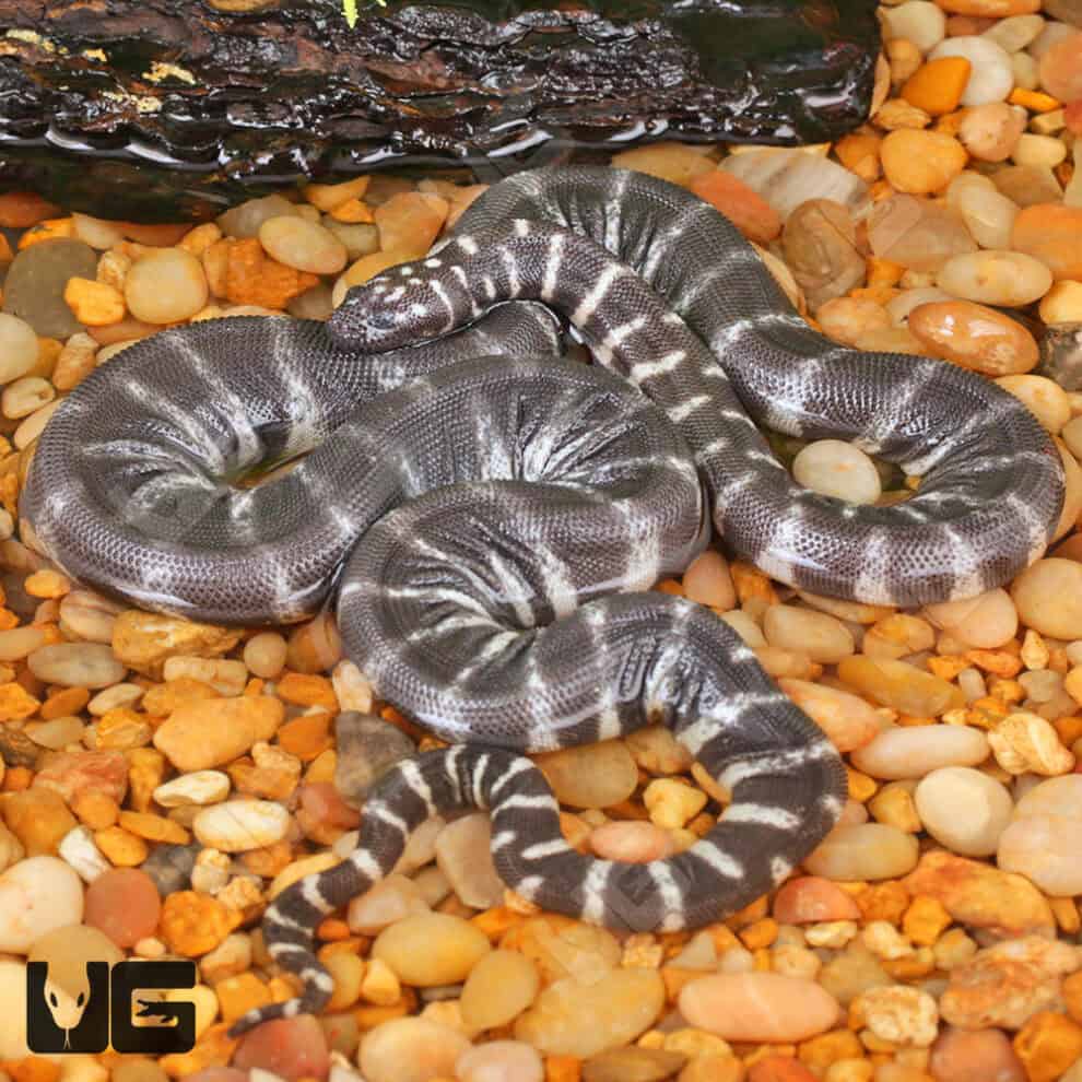 Auctions - Underground Reptiles