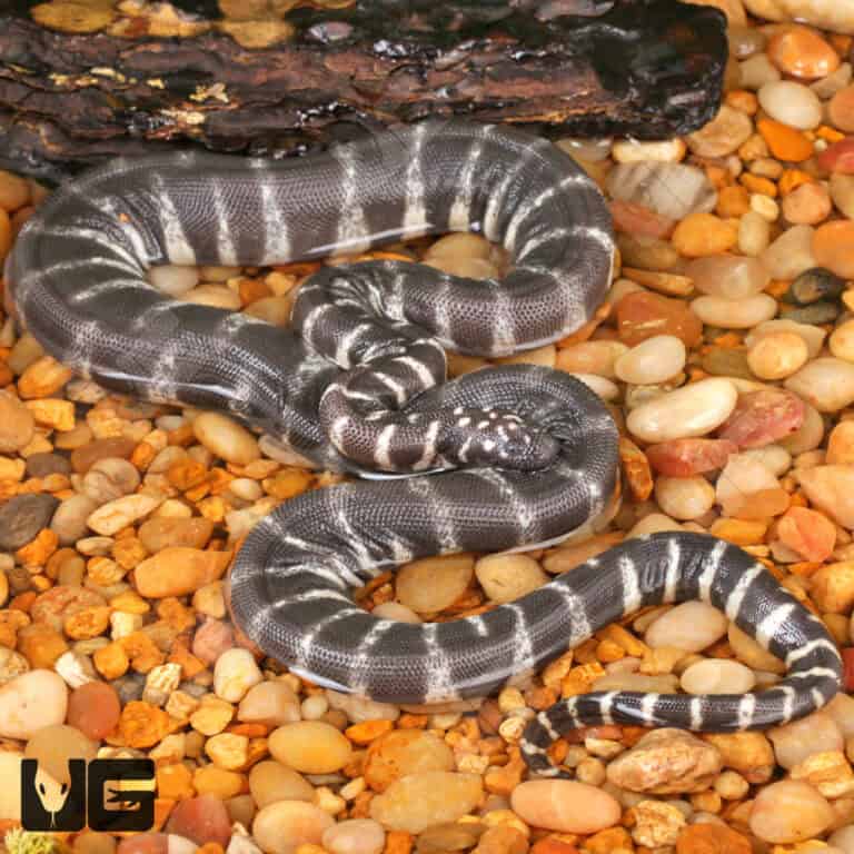 Marine File Snake For Sale - Underground Reptiles