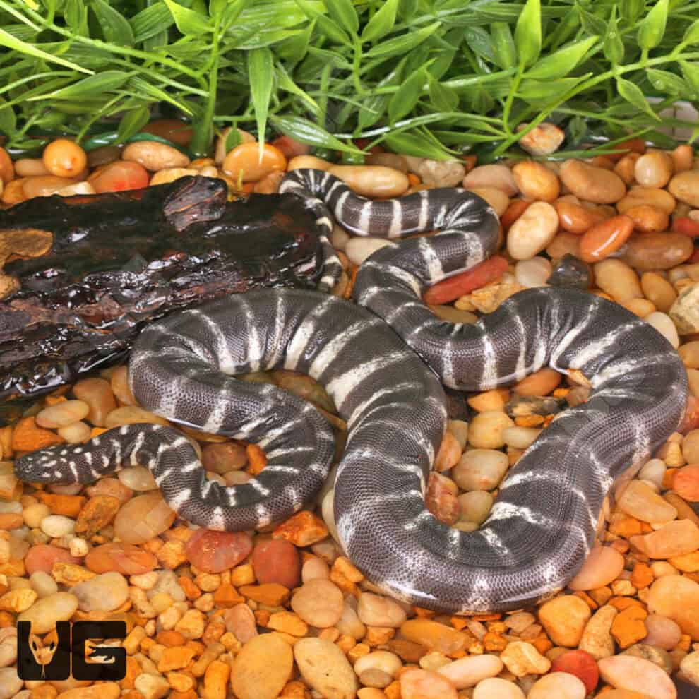 Marine File Snake For Sale - Underground Reptiles
