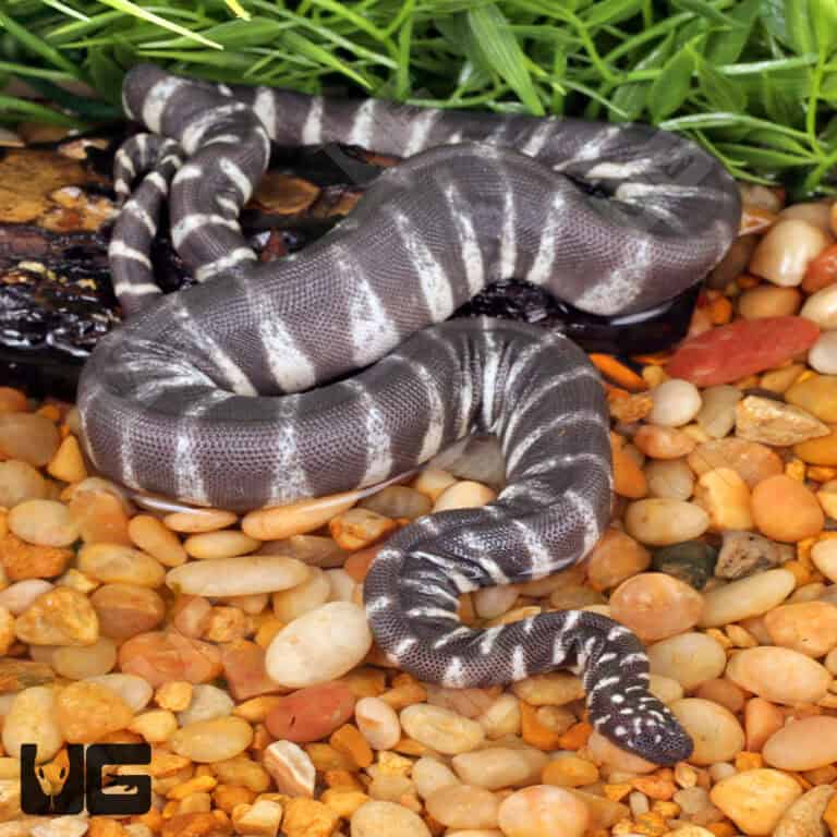 Auctions - Underground Reptiles