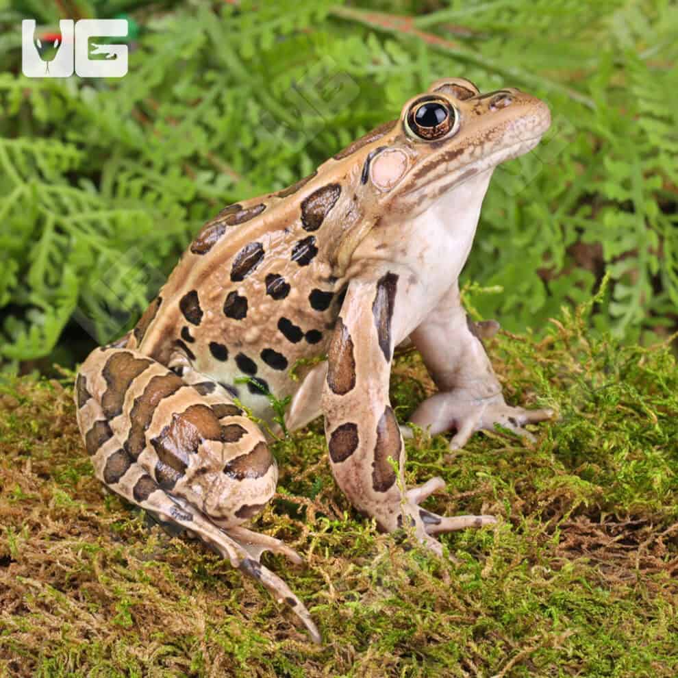 Northern Leopard Frogs For Sale - Underground Reptiles