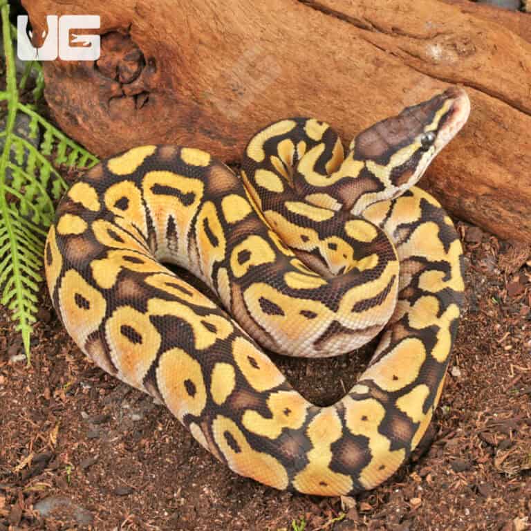 Ball Pythons For Sale - Underground Reptiles