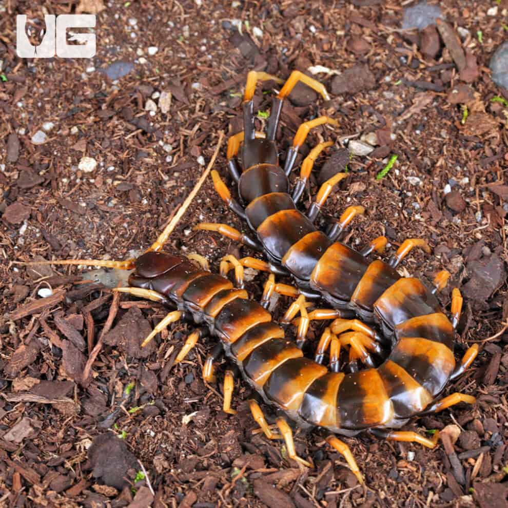 New Reptiles & Amphibians - Underground Reptiles