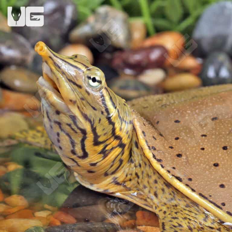 Juvenile Spiny Softshell Turtles for sale - Underground Reptiles