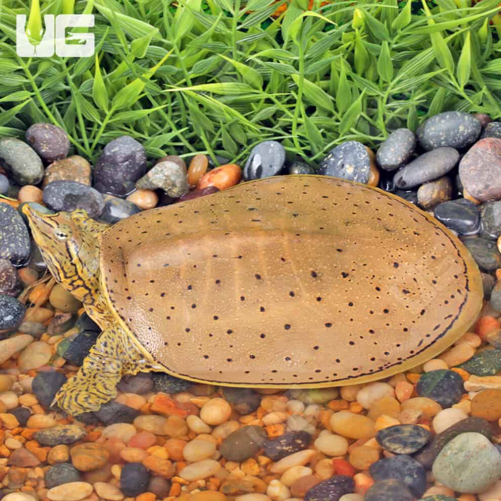 Juvenile Spiny Softshell Turtles for sale - Underground Reptiles