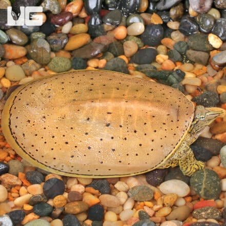 Juvenile Spiny Softshell Turtles for sale - Underground Reptiles