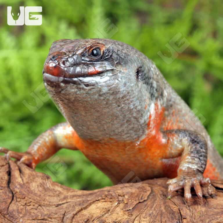 Skinks For Sale - Underground Reptiles