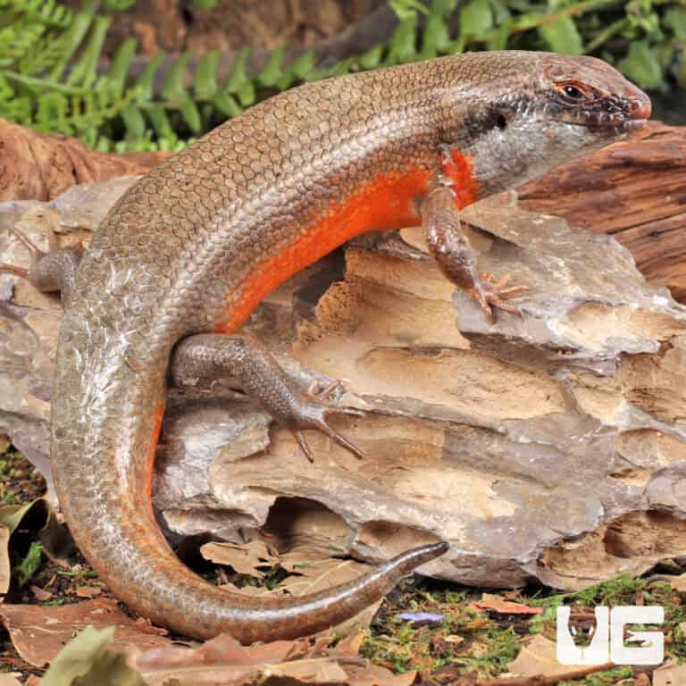 Skinks For Sale - Underground Reptiles
