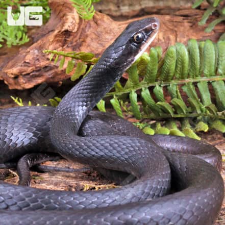 Ringneck Snakes For Sale - Underground Reptiles