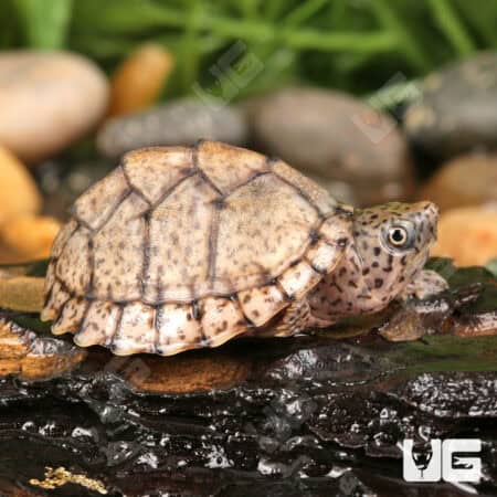 Baby Razorback Musk Turtles For Sale - Underground Reptiles