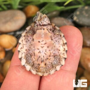 Baby Razorback Musk Turtles For Sale - Underground Reptiles