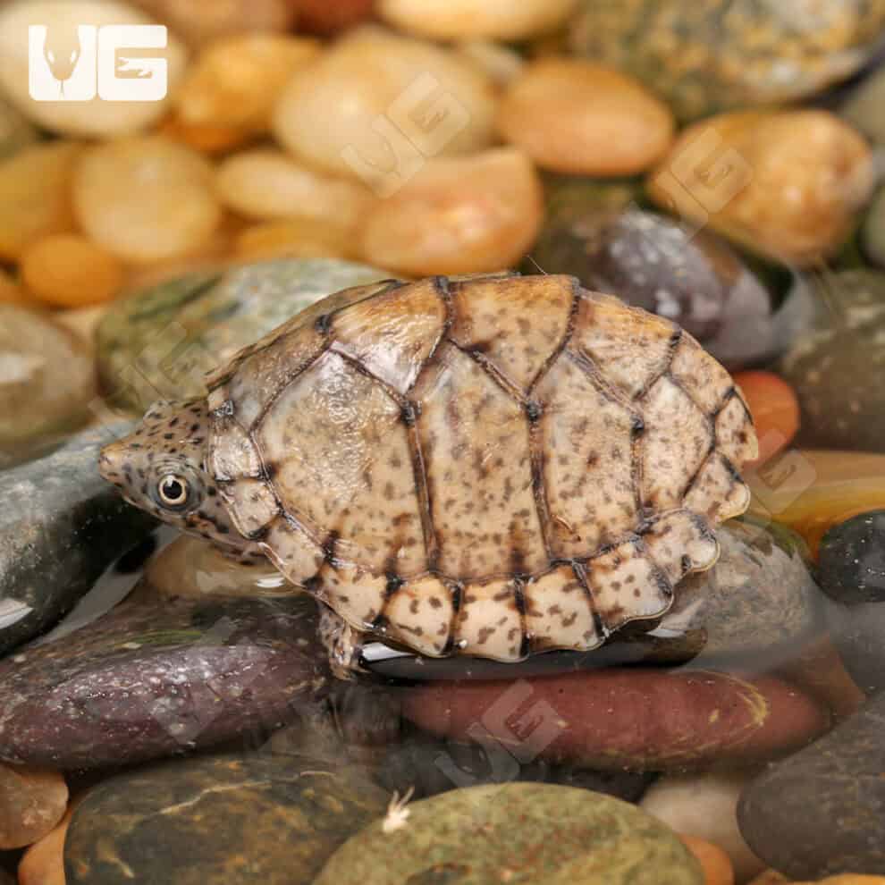 Baby Razorback Musk Turtles For Sale - Underground Reptiles