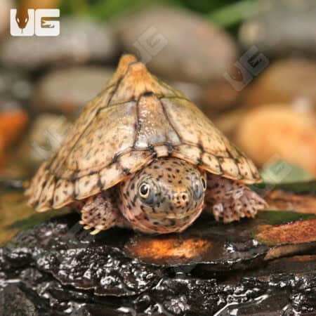 Baby Razorback Musk Turtles For Sale - Underground Reptiles